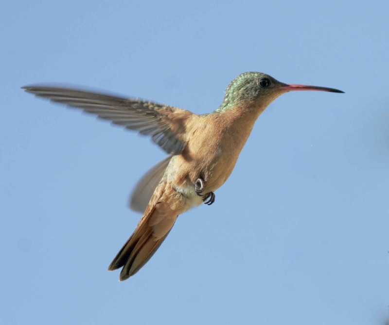 Bird Photography - new website | Bishops Boats